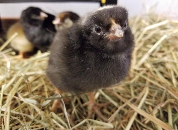 All About Chick Hatching - Delaware County District Library
